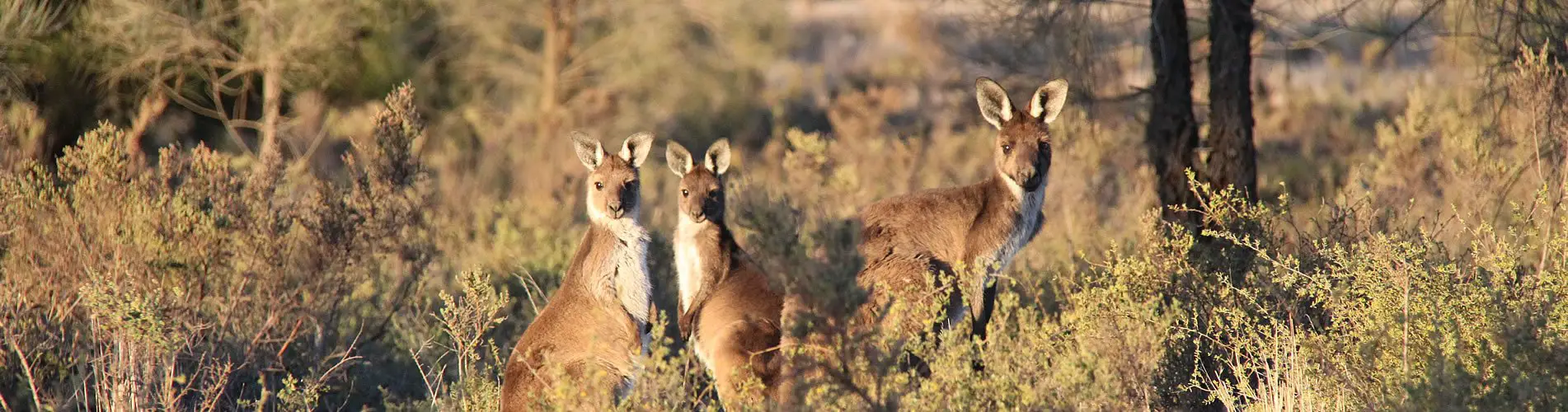 Lake Albacutya Directory | Wimmera Mallee Travel Information